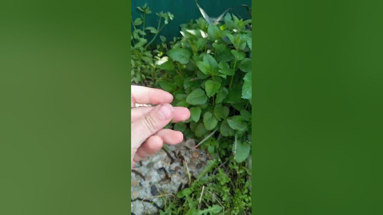 Лимонник это растенте из которого можно заварить тонизирующий чай