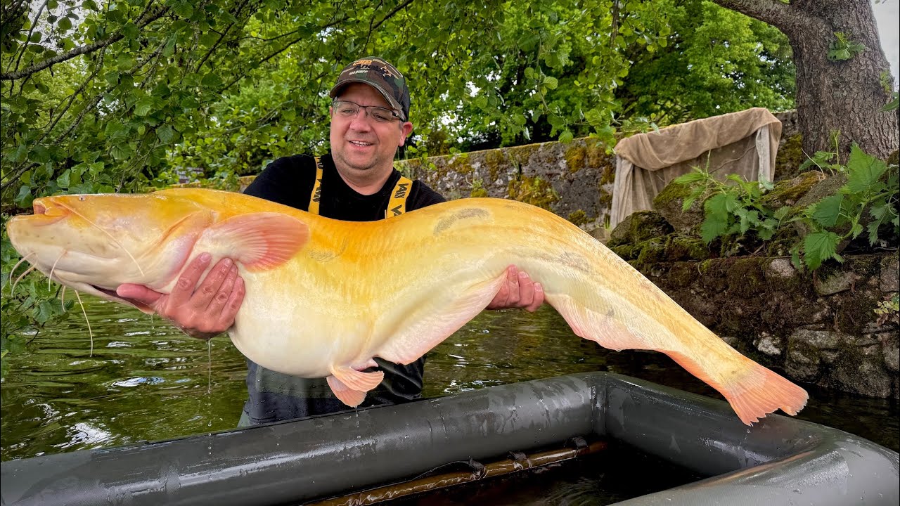 Record Mandarin Catfish - YouTube
