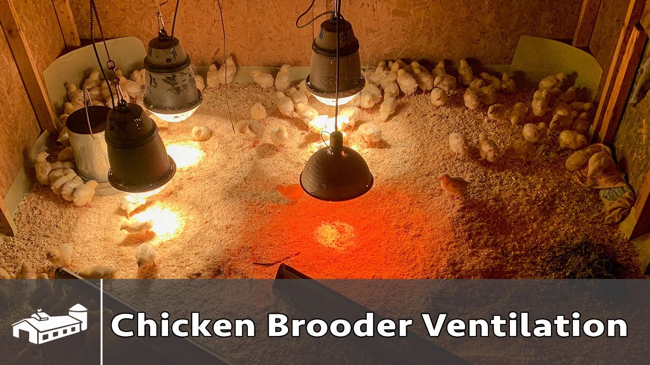 Chicken Brooder Ventilation Thoughts - YouTube