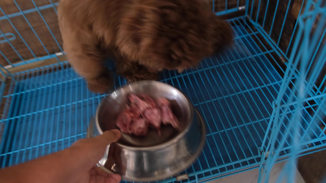 raw food for shih tzu dogs - YouTube
