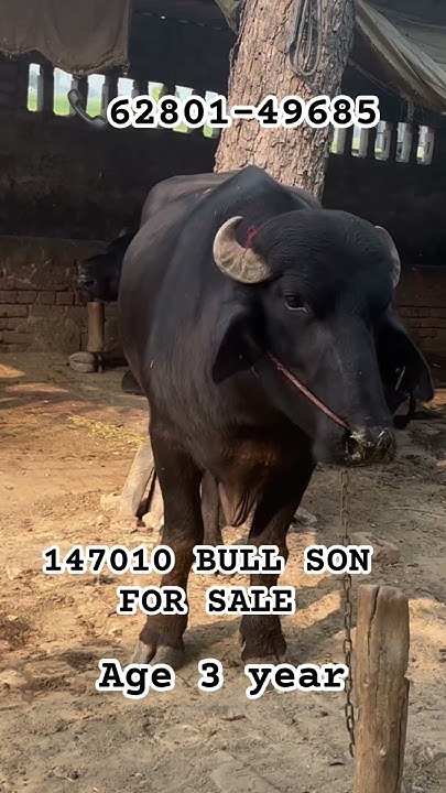 147010 bull for sale - YouTube