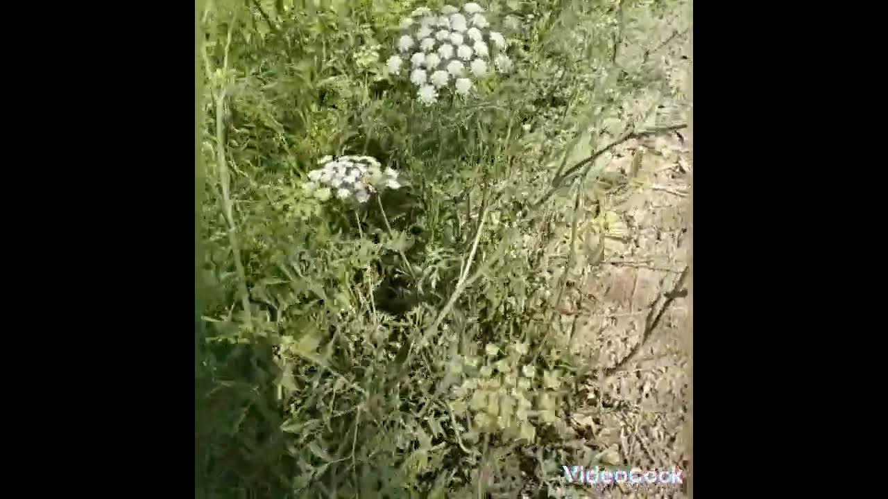 نبتة خلة الشيطانالخله البريه الخله الشيطانيه سعد كامل Youtube