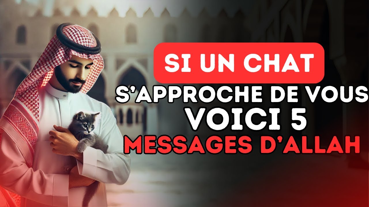 Si un chat s’approche de vous, VOICI 5 MESSAGES D’ALLAH - YouTube