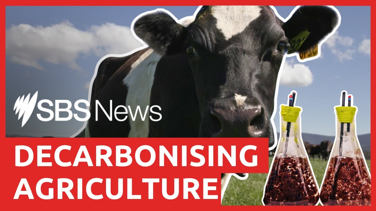 Seaweed in Tasmania lab shows methane-busting potential solution for cow burp emissions | SBS ...