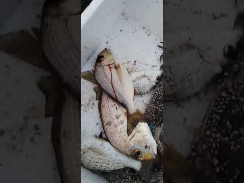 October 23 fishing thank you Lord another biyaya ng dagat kunti lang ...