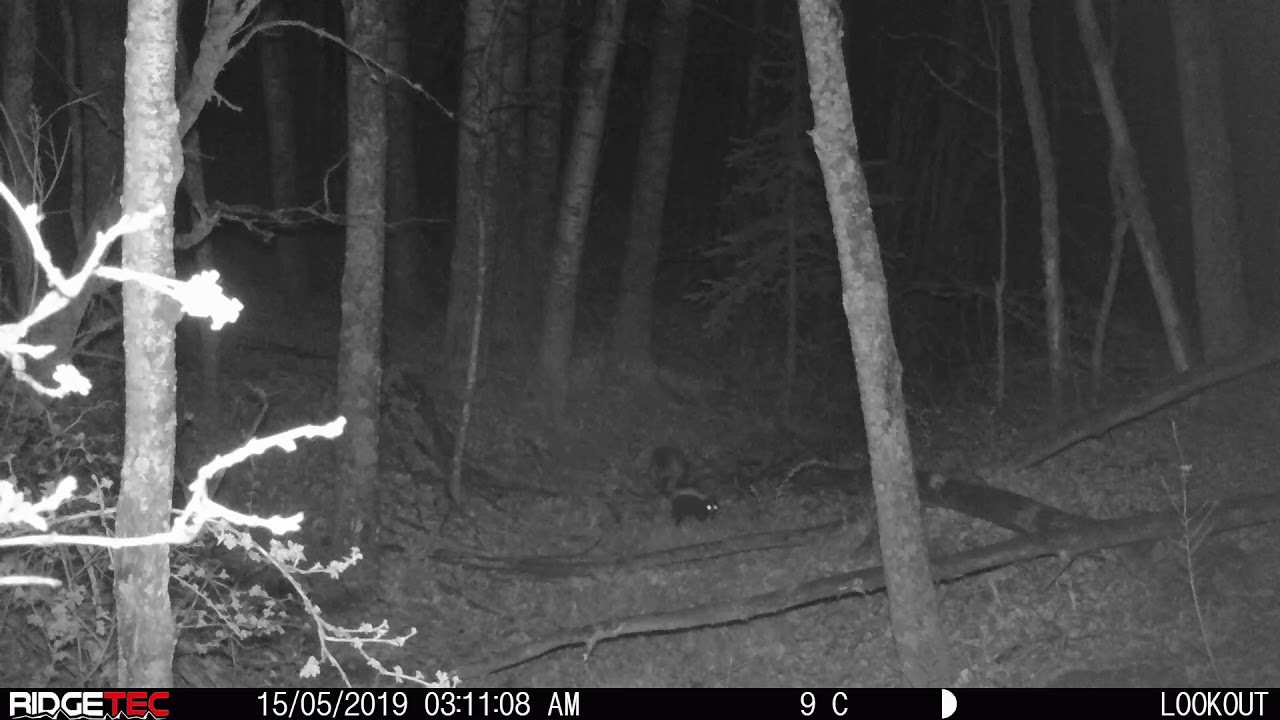 Night Skunk - YouTube