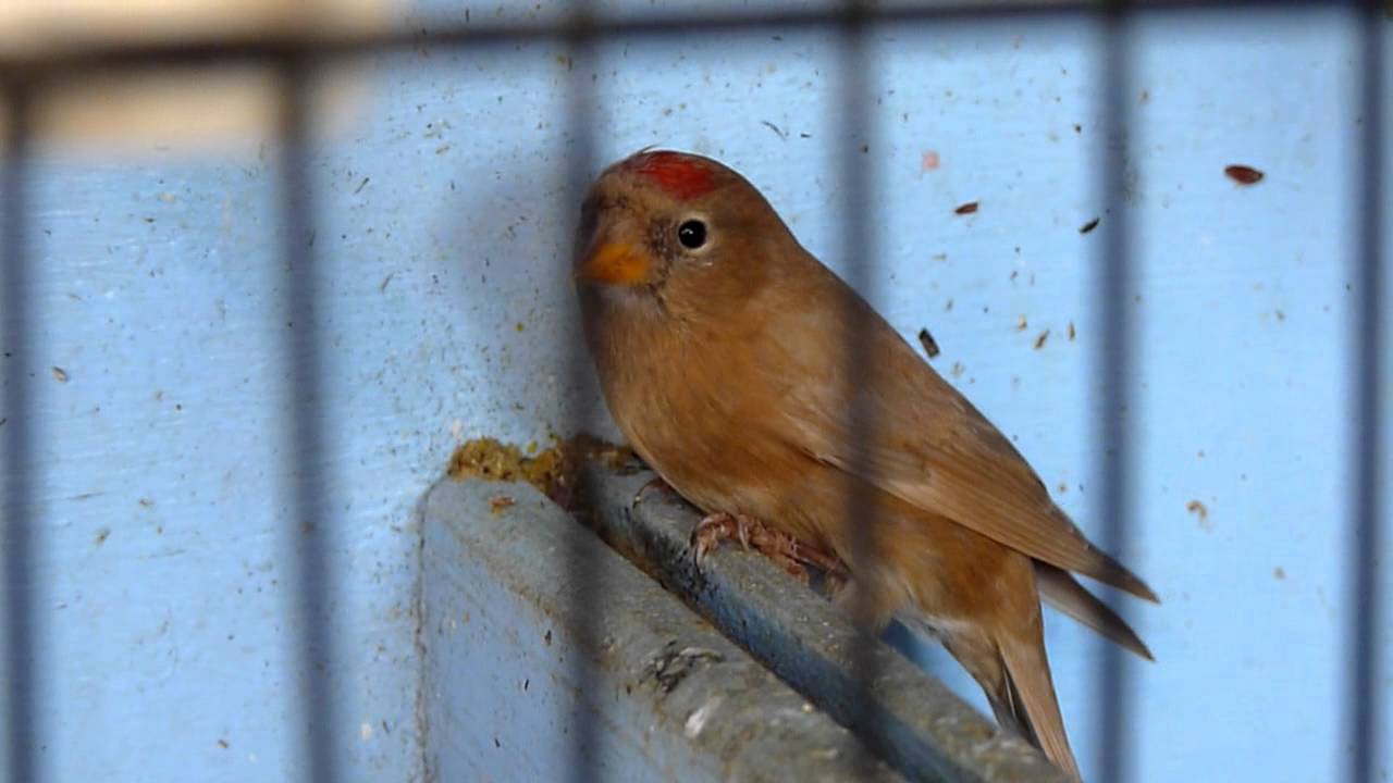 Redpoll Colour Mutation - YouTube