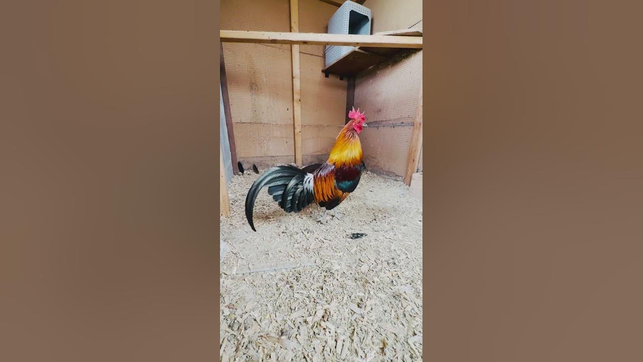 Chicken, qaib dib txuam txoov qaib qus #192 Huajvam Thoj - YouTube