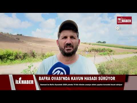 Bafra Ovası'nda Kavun Hasadı Sürüyor