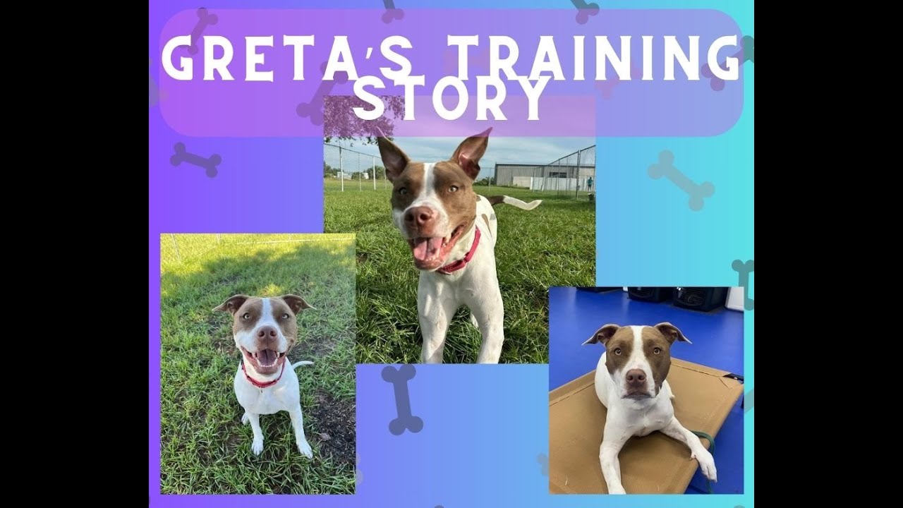 Dog Vlog ACD (Greta's training story) - YouTube