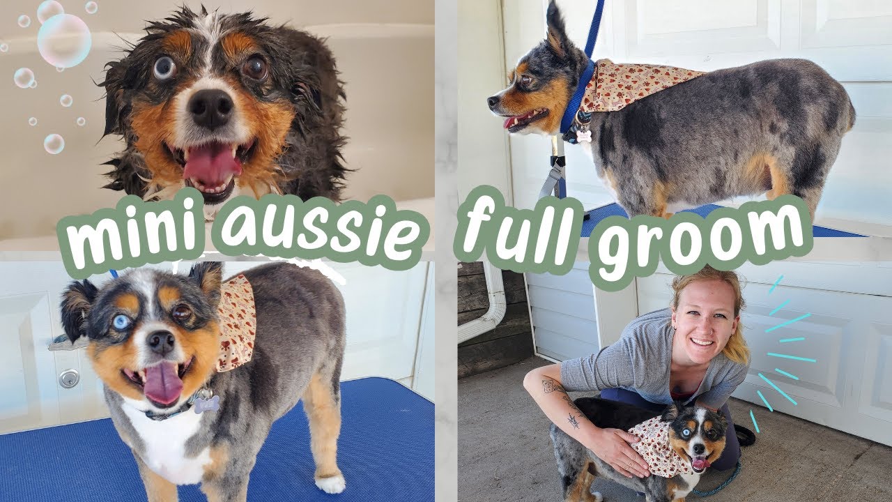 Full Groom on a Mini Aussie! - YouTube
