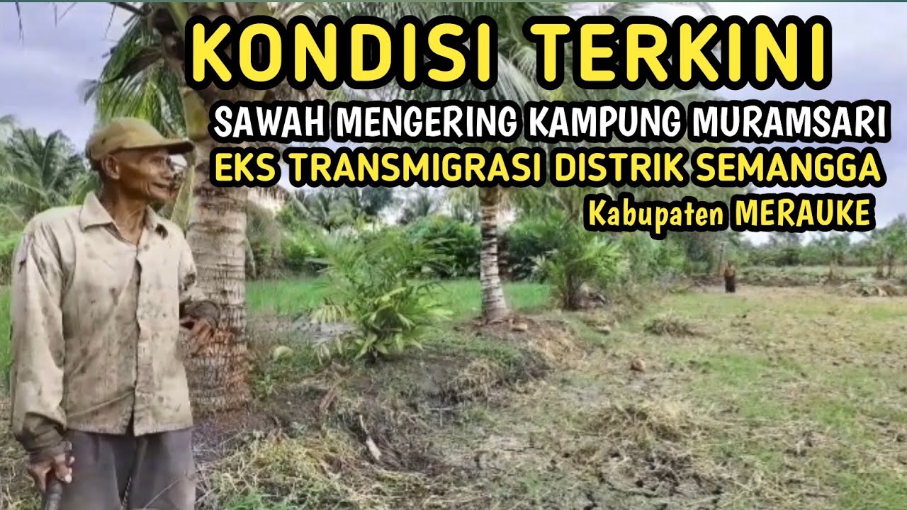 KONDISI TERKINI.SAWAH MENGERING,KAMPUNG MURAMSARI EKS TRANSMIGRASI ...