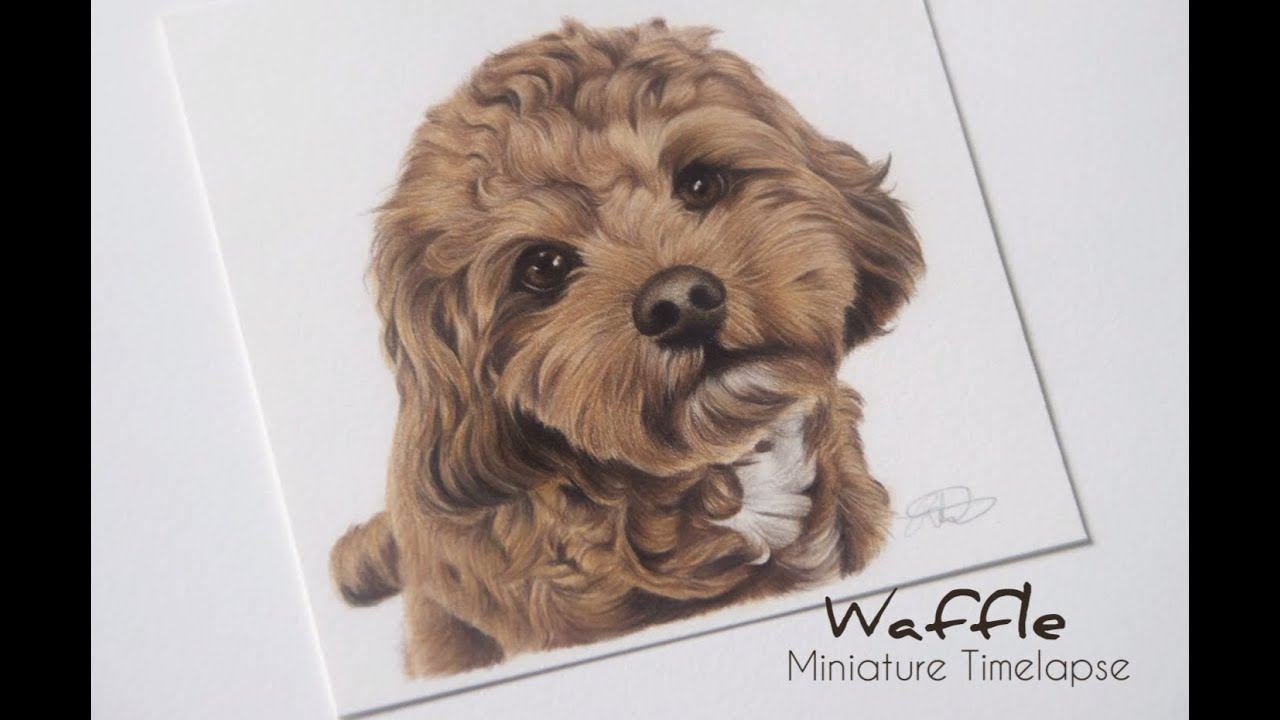 Miniature Portrait Timelapse - Drawing a Waffle the Cavapoo - YouTube
