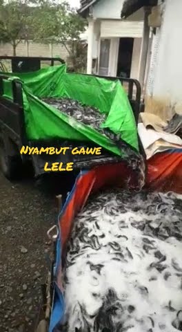 Lele Tranportasi Tosa #lele #fish #fishing #uniquefishing - YouTube