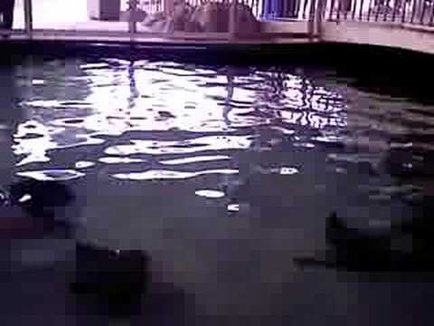 Shark Tank Sea World Orlando - YouTube