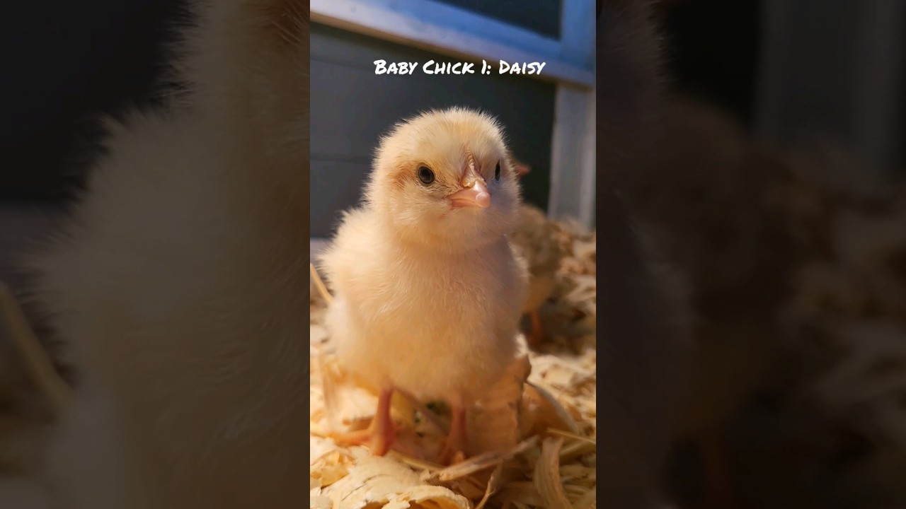 say hi to our new baby chicks #random #fyp #babychickens - YouTube