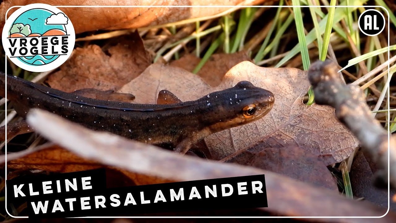 Kleine watersalamander kruipt voorbij | Zelf Geschoten | Vroege Vogels ...