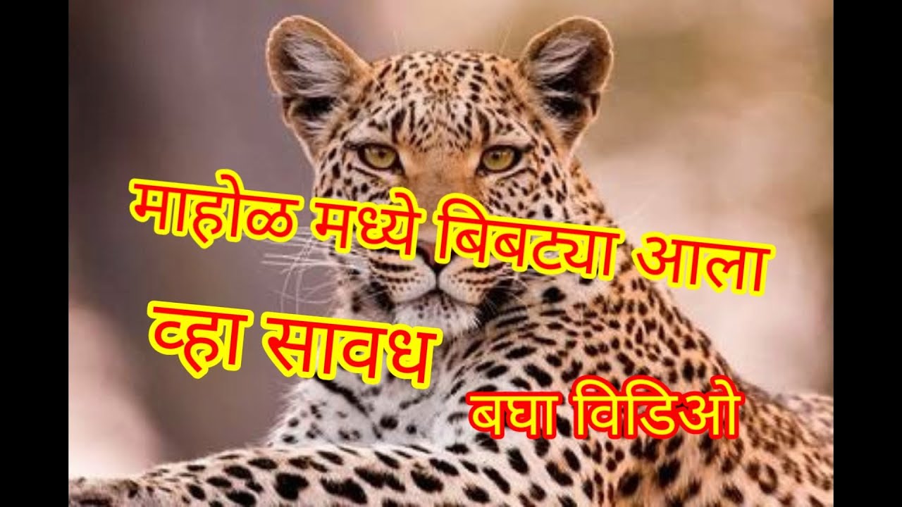 माहोल मध्ये बिबट्या शिरला महोलकरणो व्हा सावध/ bibtya - YouTube