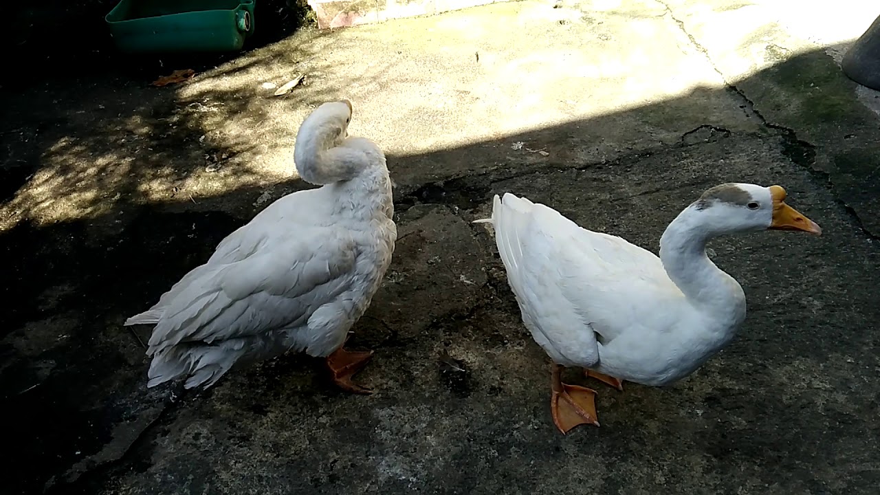Sepasang Angsa Putih yang cantik ( White Chinese Geese ) - YouTube