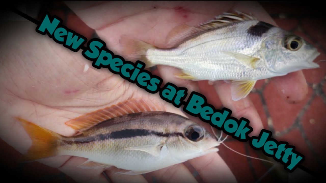Going for More New Species at Bedok Jetty - YouTube