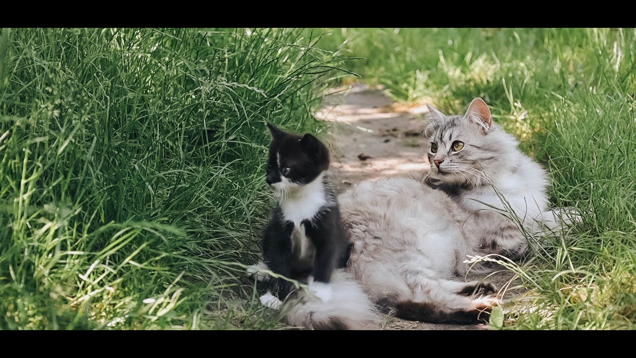 2 minutes of cute tiny active kittens - YouTube