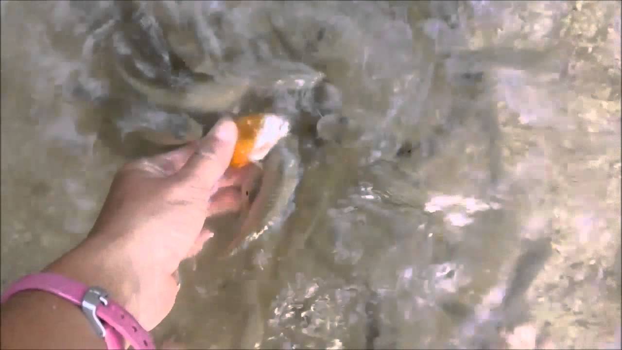 Durian Loving Fish Devour A Seed of Durian - Video Challenge Day 6 ...