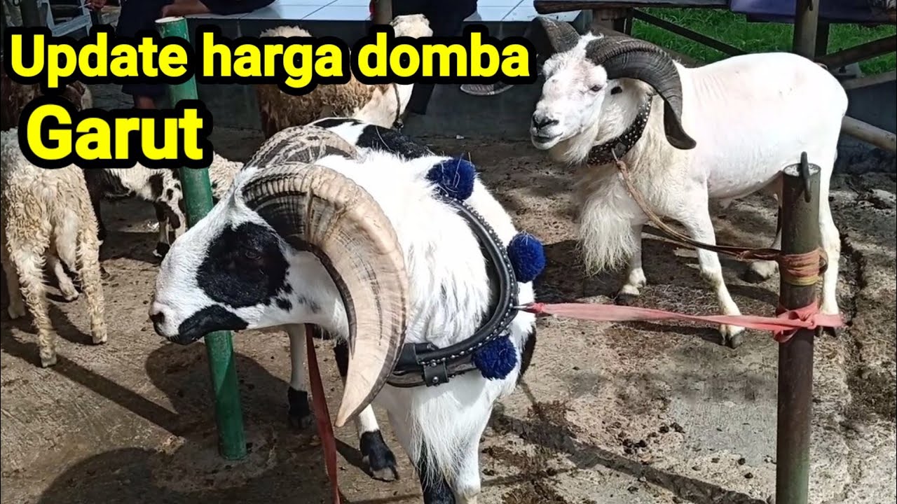 Harga bibitan Garut harga jalu besar - YouTube