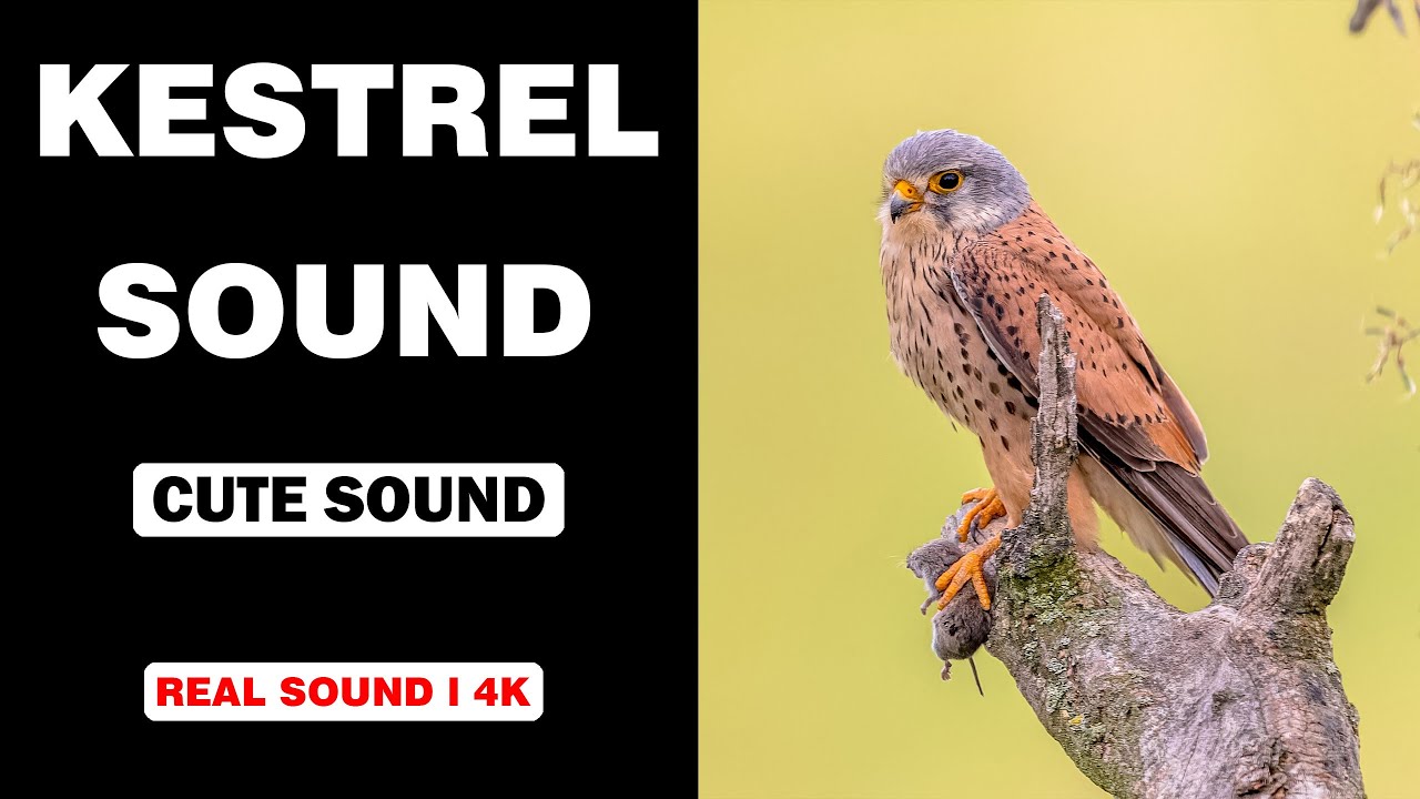 Real Kestrel Sounds | High Quality | Adorable Kestrel Sound Experience ...