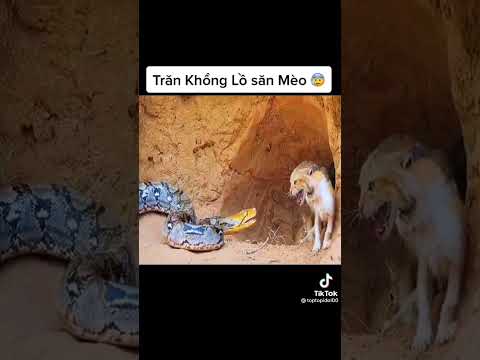 kedi piton yılanı ters köşe yaptı.