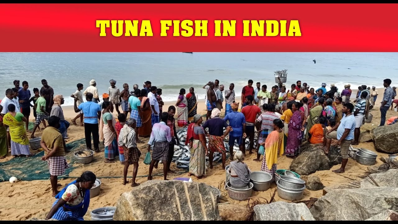 Tuna Fish Catching | Tuna Fish in India | Soorai Meen | சூரை மீன் - YouTube