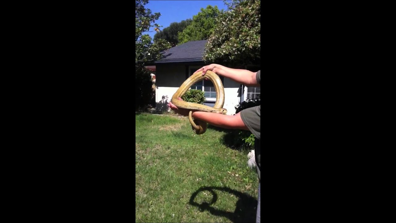 Unicolor Cribo - YouTube