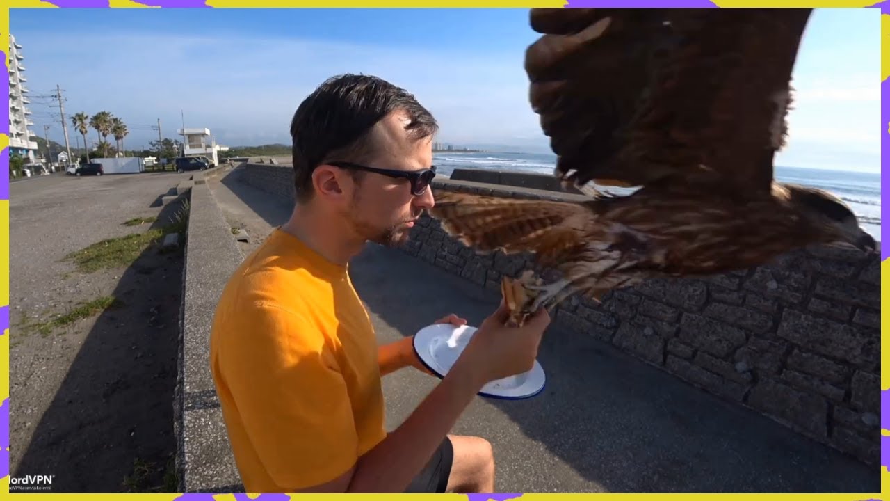 Hawk Steals Streamer's Sandwich AGAIN - YouTube