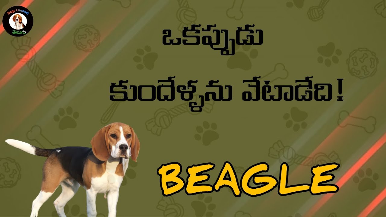 Beagle Dog Breed Facts in Telugu | DogsChannel TELUGU | - YouTube