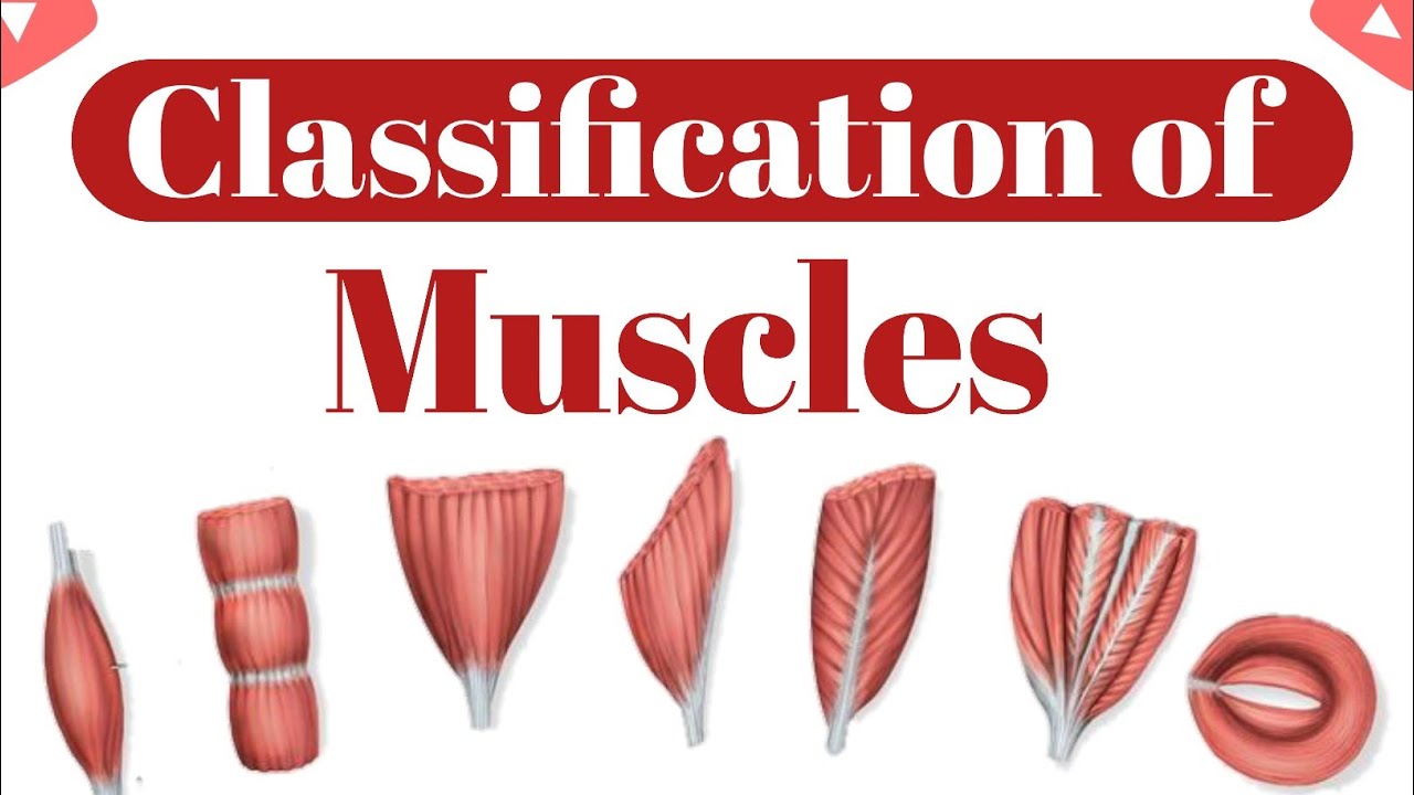 Classification Of Muscles What Are Types Of Muscles General Anatomy Laik Hussain Lecture No 19