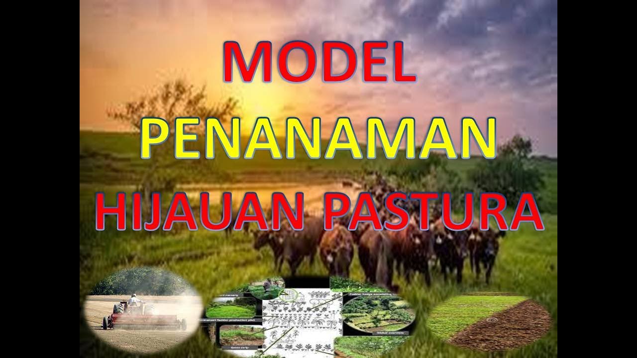 MODEL PENANAMAN HIJAUAN PASTURA - YouTube