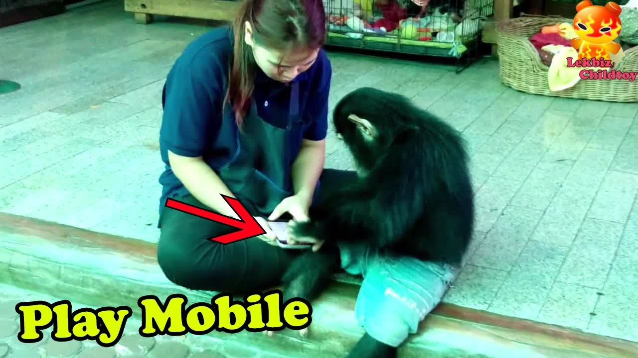 To teach a chimpanzee to play mobile - YouTube