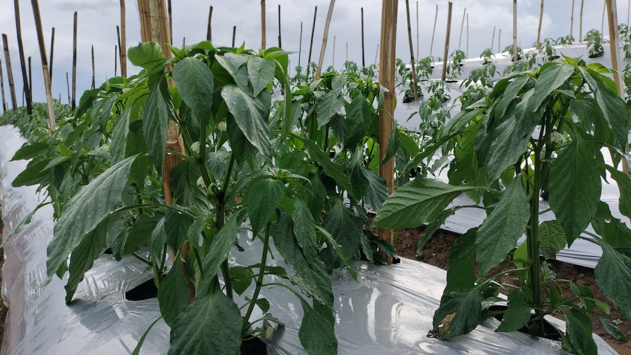 flowering stage.anong foliar at mixing Ng abuno Ang kailangan#farming # ...