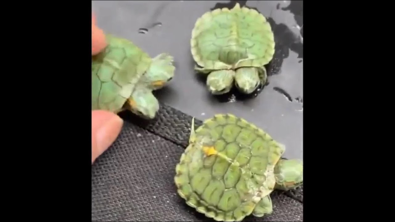 Man Finds 3 Two Headed Turtles - YouTube
