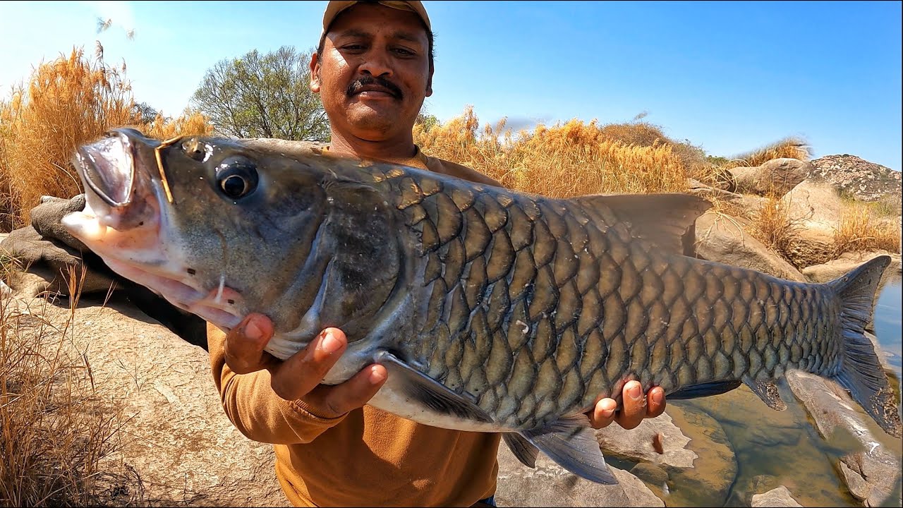 ತುಂಗಭದ್ರಾ ನದಿ River Tiger Masheer Fish!! [ Masheer Fishing India ...