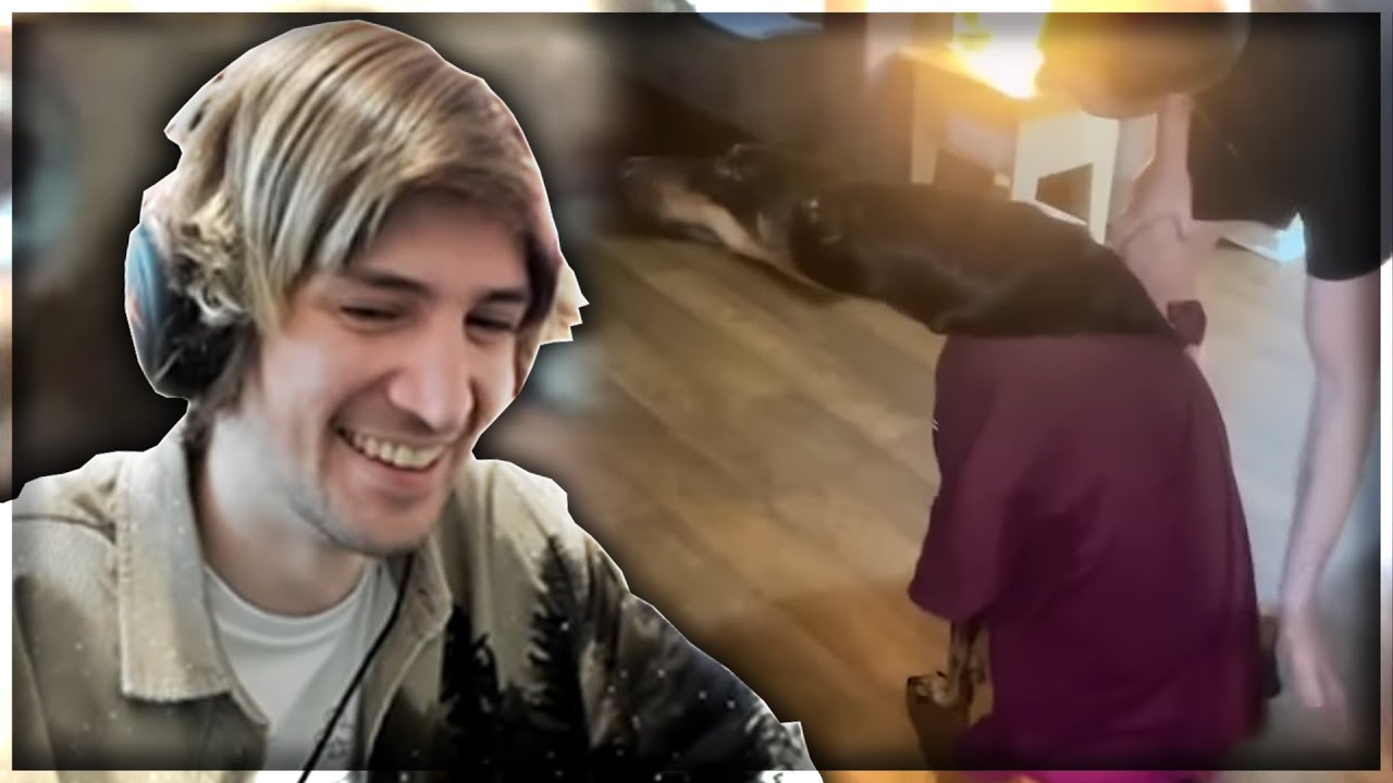 xQc Reacts to UNUSUAL MEMES COMPILATION V208 (with chat) - YouTube