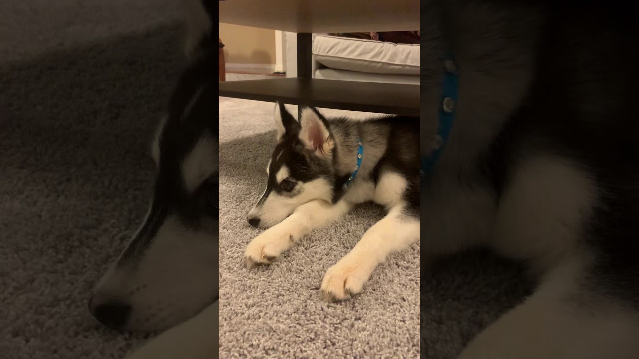 Stubborn Husky Puppy - YouTube