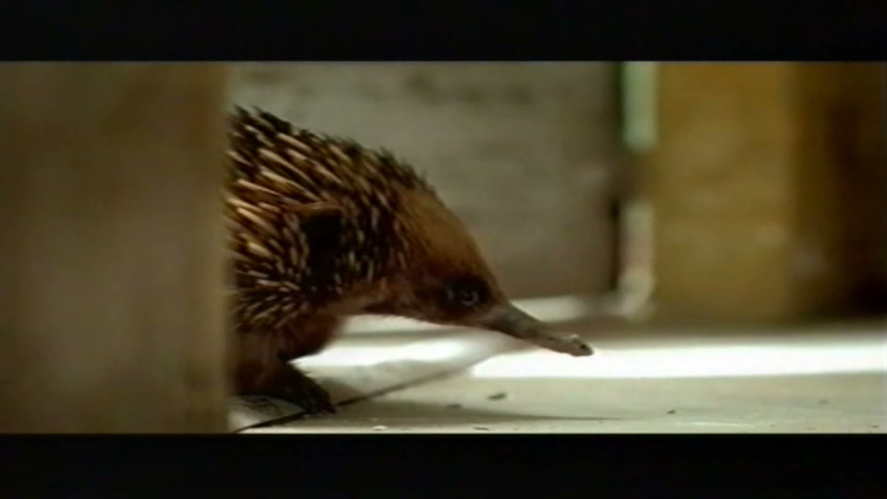 Holeproof Antz Pantz Ad 2004 - YouTube