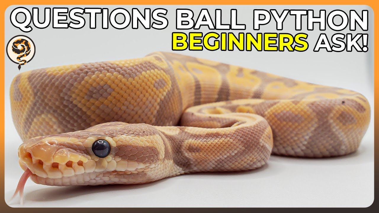 Questions that Ball Python Beginners often ask! - YouTube