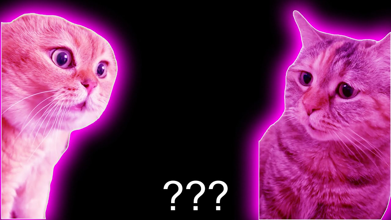 Talking Cats Sound Variations in 30 Seconds - YouTube