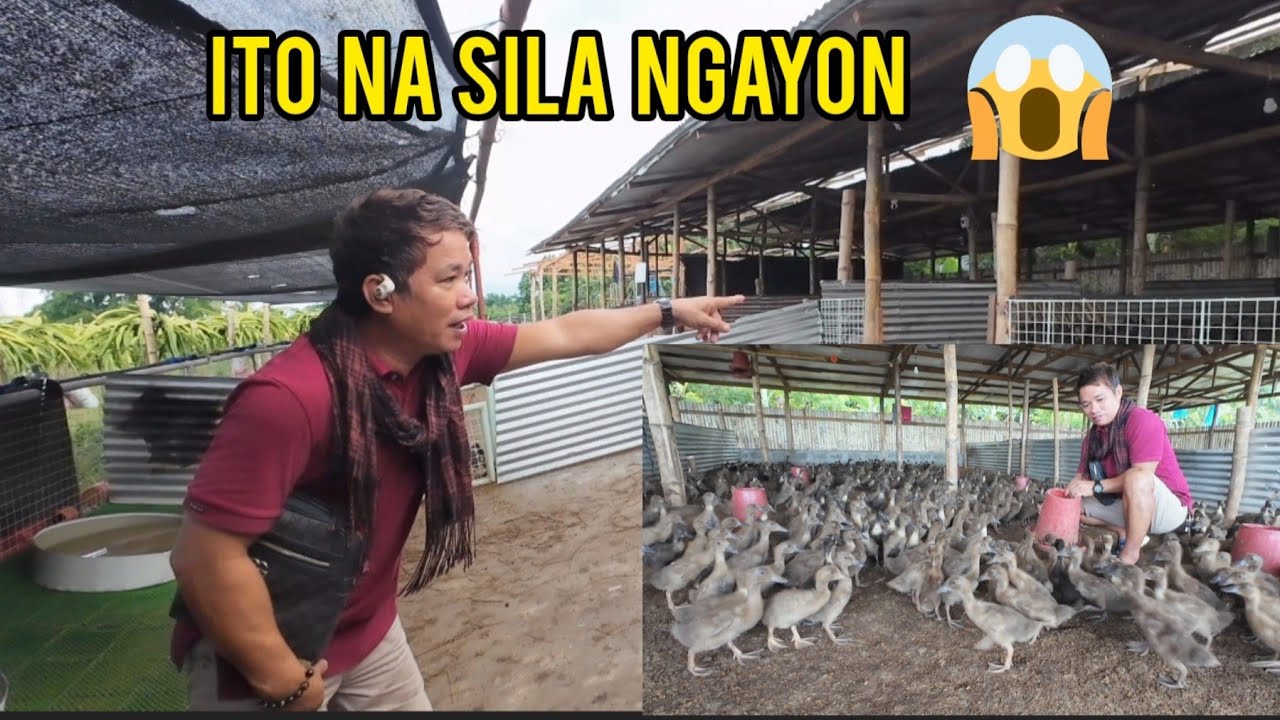DUCK FARMING NEWLY BUILD GROUND SET-UP FOR BEGINNERS IN DAVAO ...