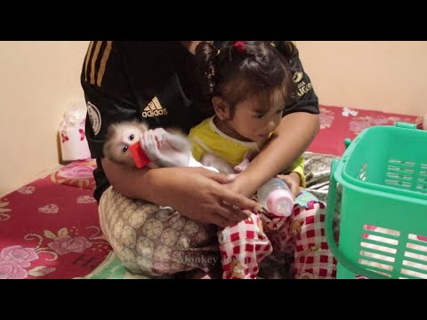 Gosh So Amusing!! Newborn Monkey Jason Delightful When Mom Hug & Sister ...