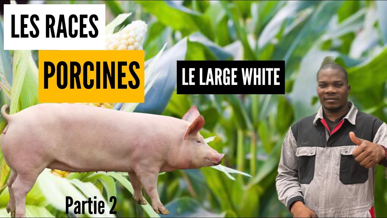LES RACES PORCINES: LE LARGE WHITE (Origine, Caractéristiques et ...