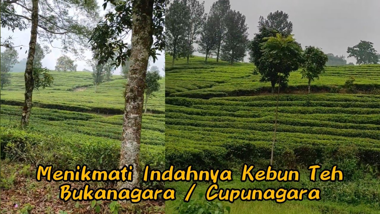 Keindahan Alam Kebun Teh Bukanagara Peninggalan Jaman Belanda ...
