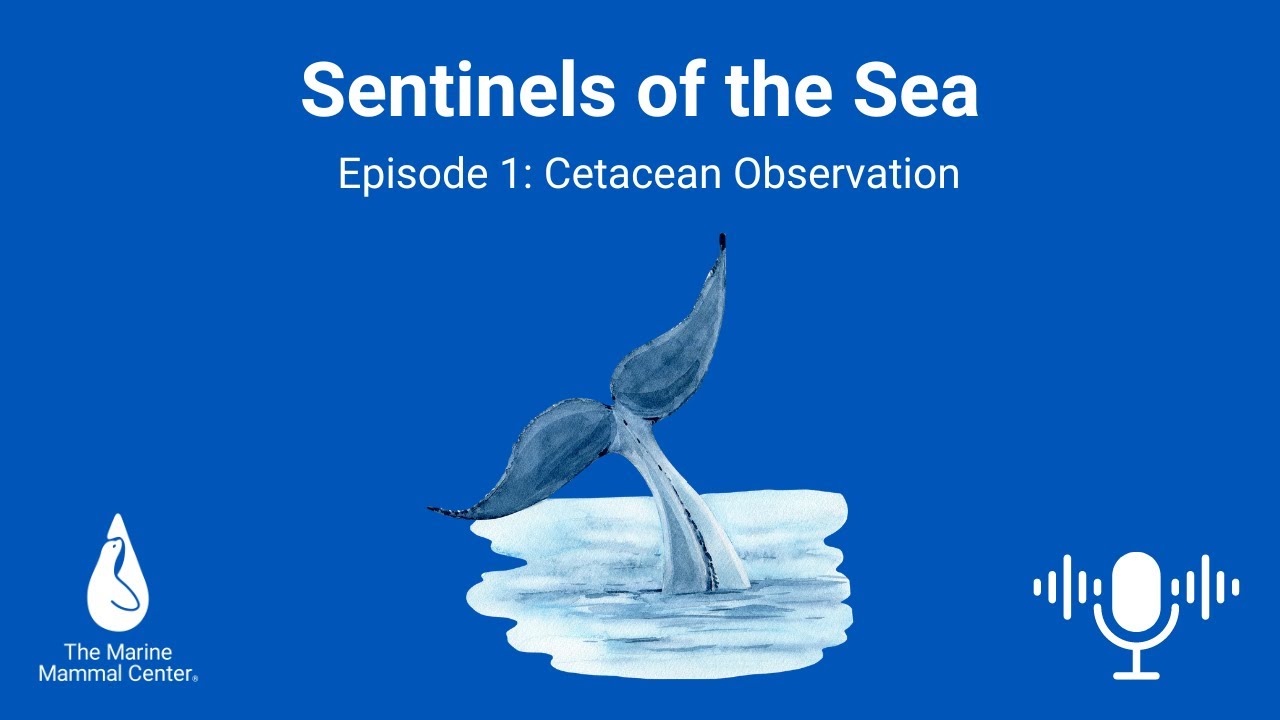 Sentinels of the Sea | Episode 1: Cetacean Observation - YouTube