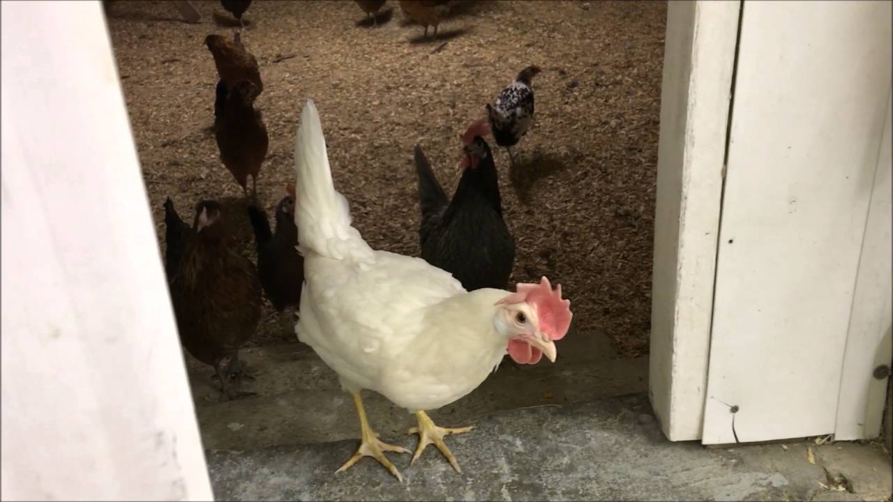 Clicker Training a Chicken - YouTube